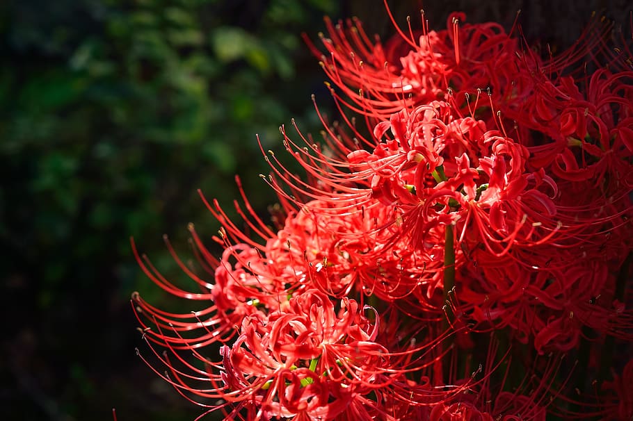 In Praise of Spider Lilies – hardincrowder.com
